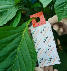 Trang chủ - Hasfarm Greens