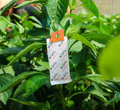 Giới thiệu - Hasfarm Greens+